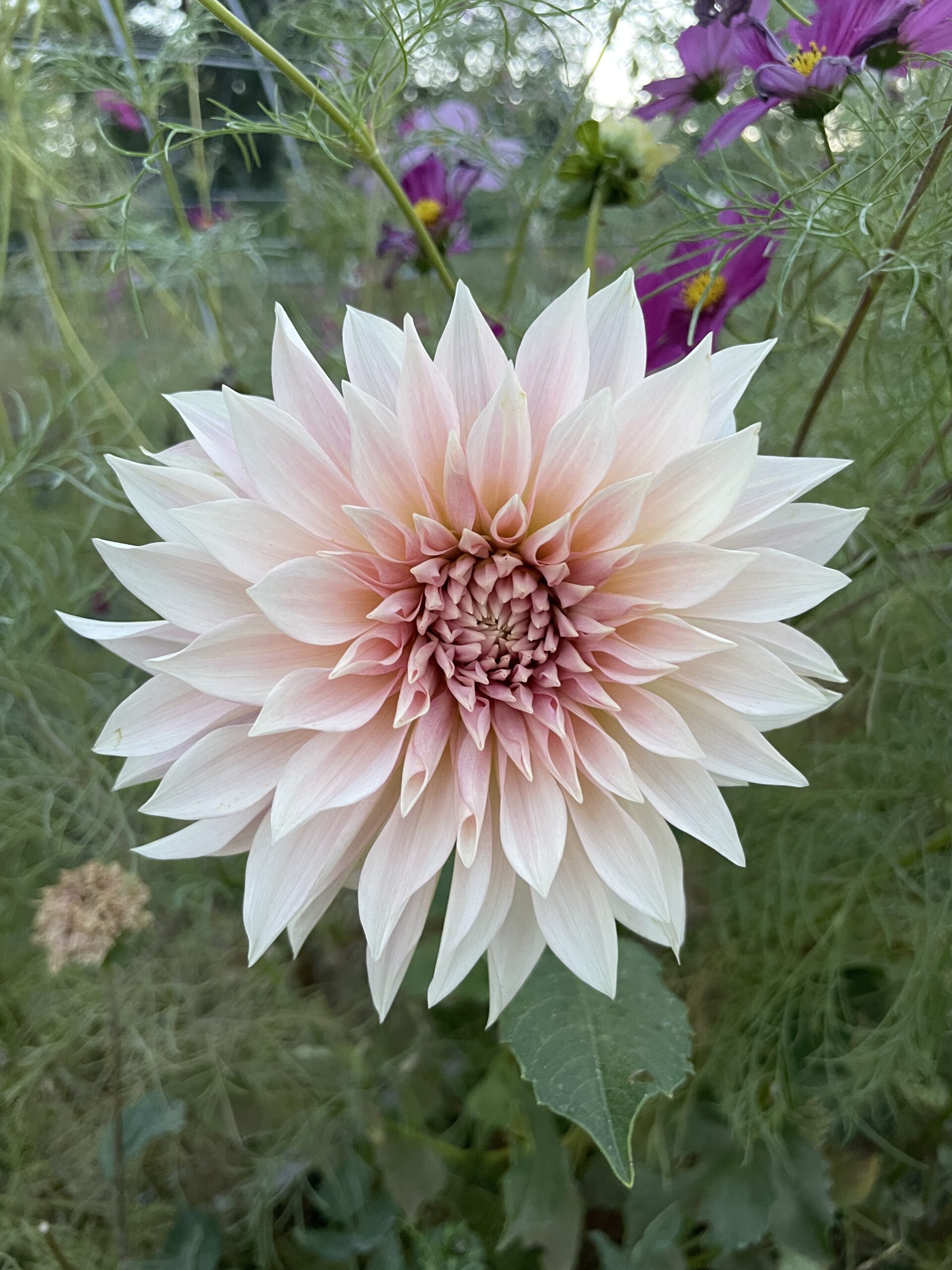 Home Gardening - Beth's Flower Farm