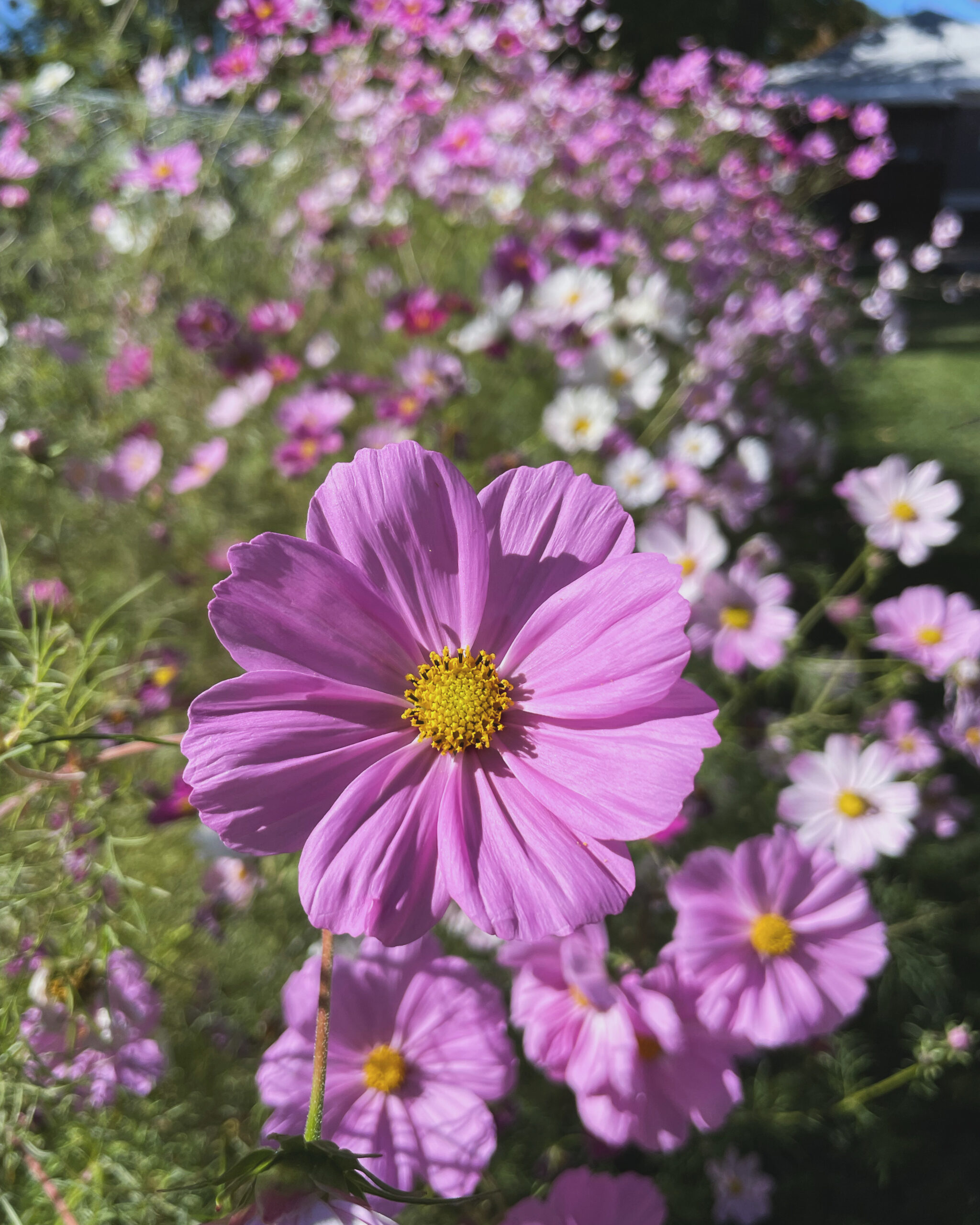 Home Gardening - Beth's Flower Farm