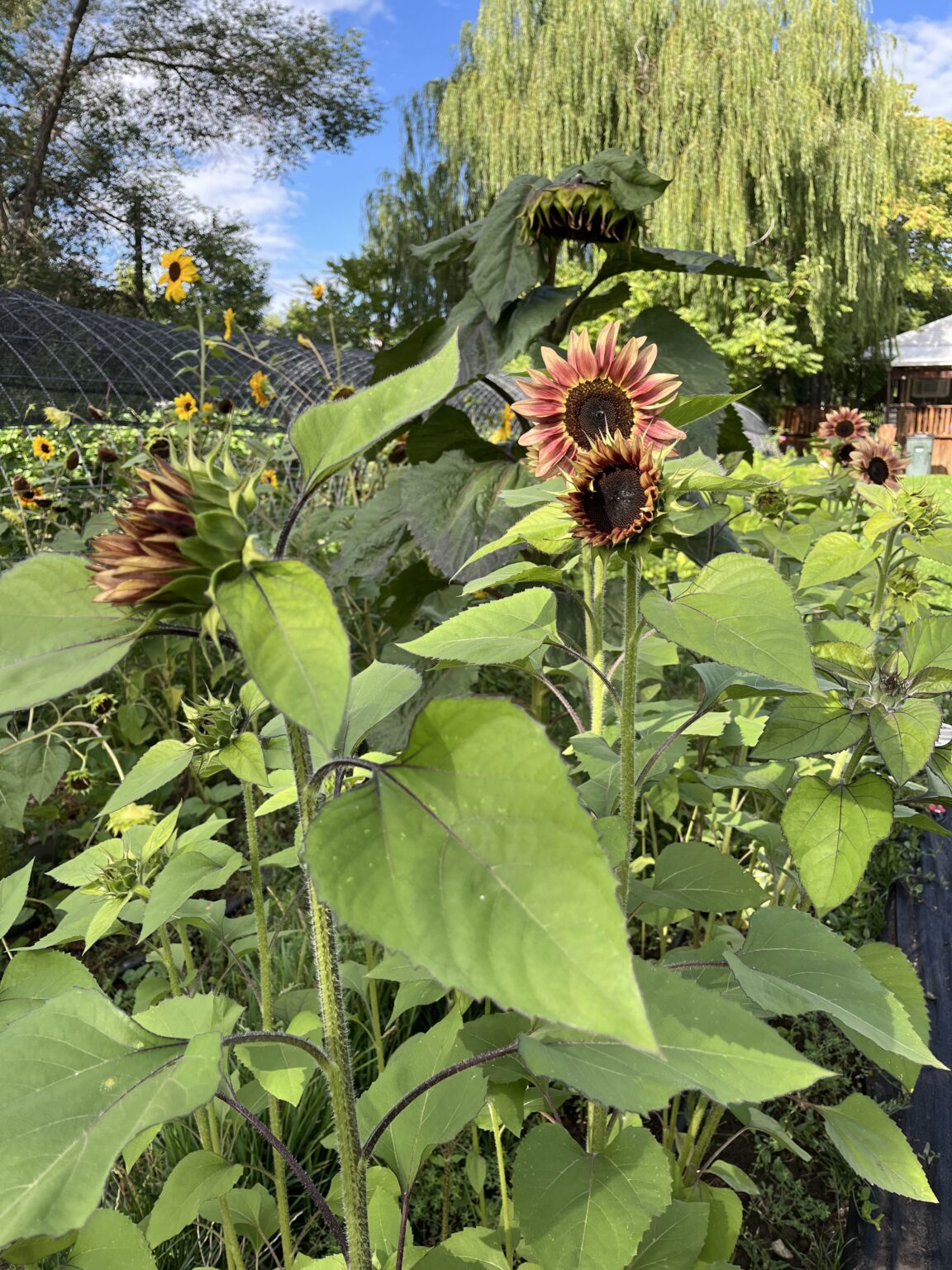 Grow a Sunflower Garden at Home! - Beth's Flower Farm