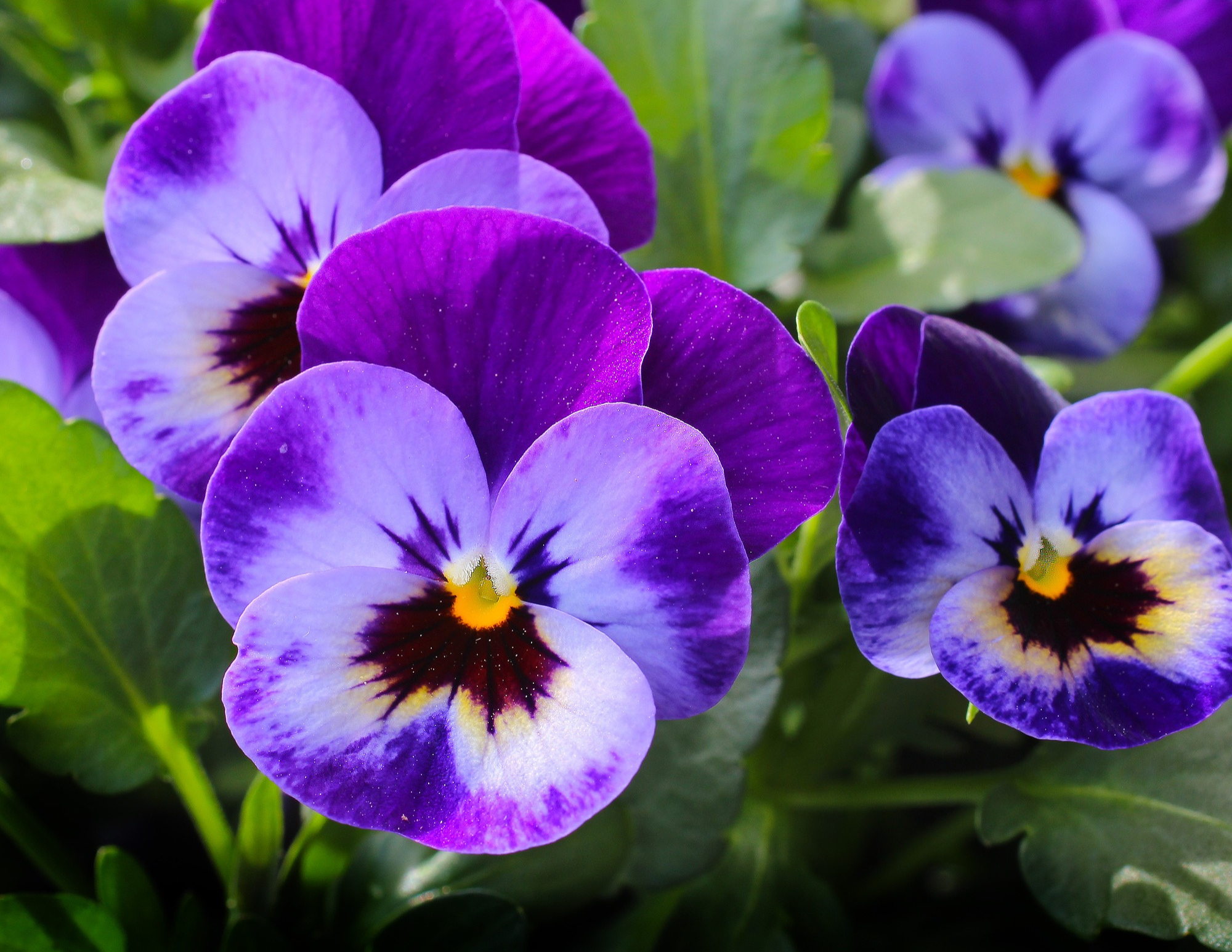 February Birth Flower, Meaning, and Gift Ideas - Beth's Flower Farm