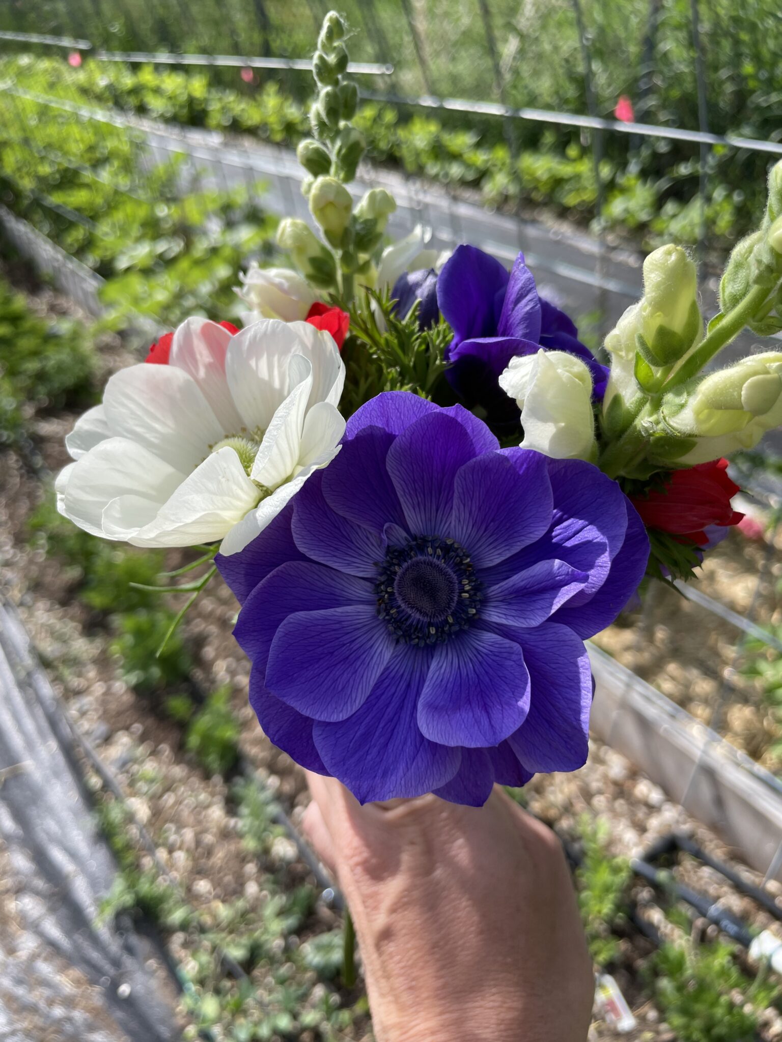 Easy Seed Starting for Beautiful Flowers: Tips and Tricks - Beth's ...