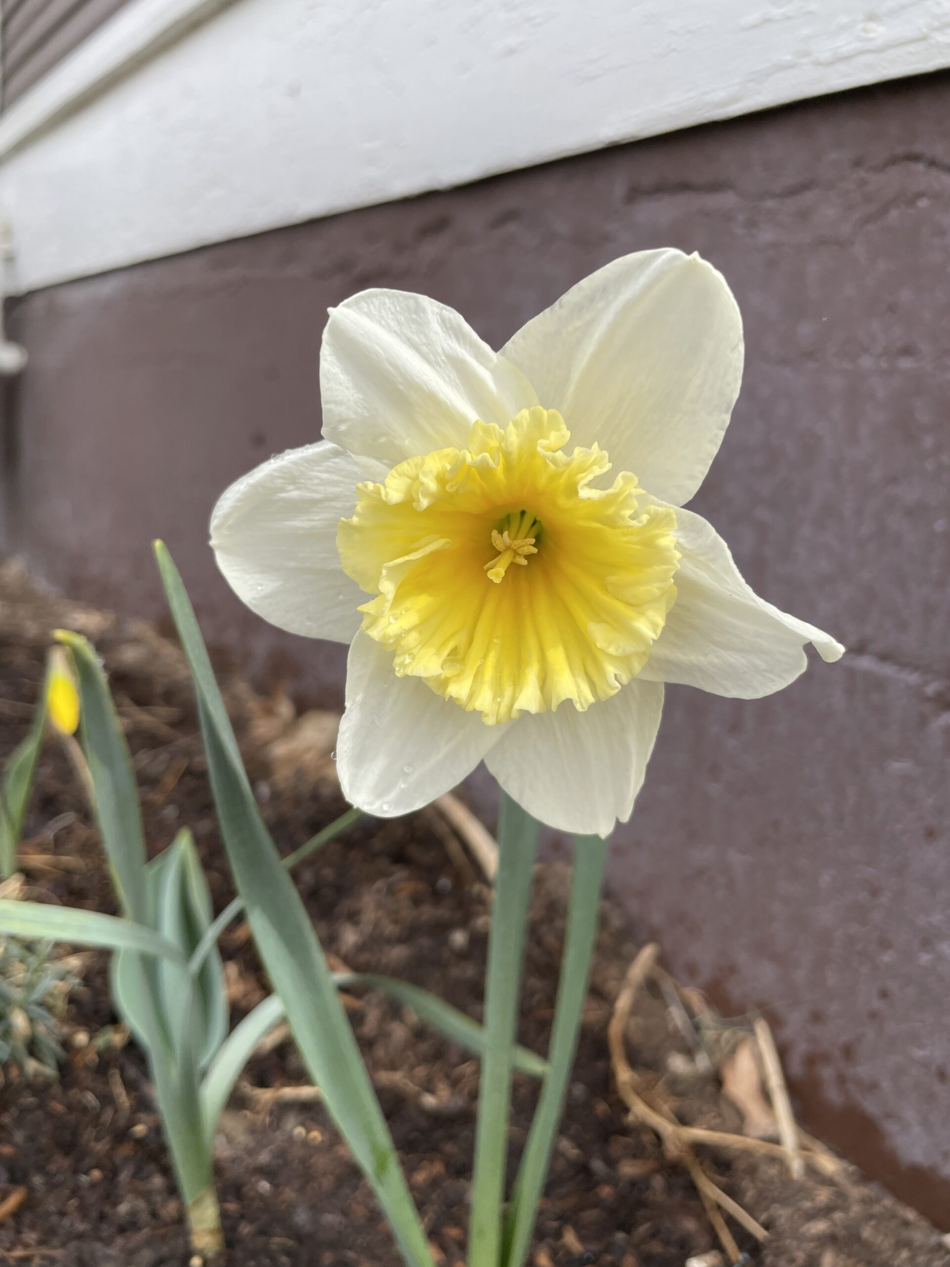 March Birth Flower Meaning, Gift Ideas, & How to Grow - Beth's Flower Farm