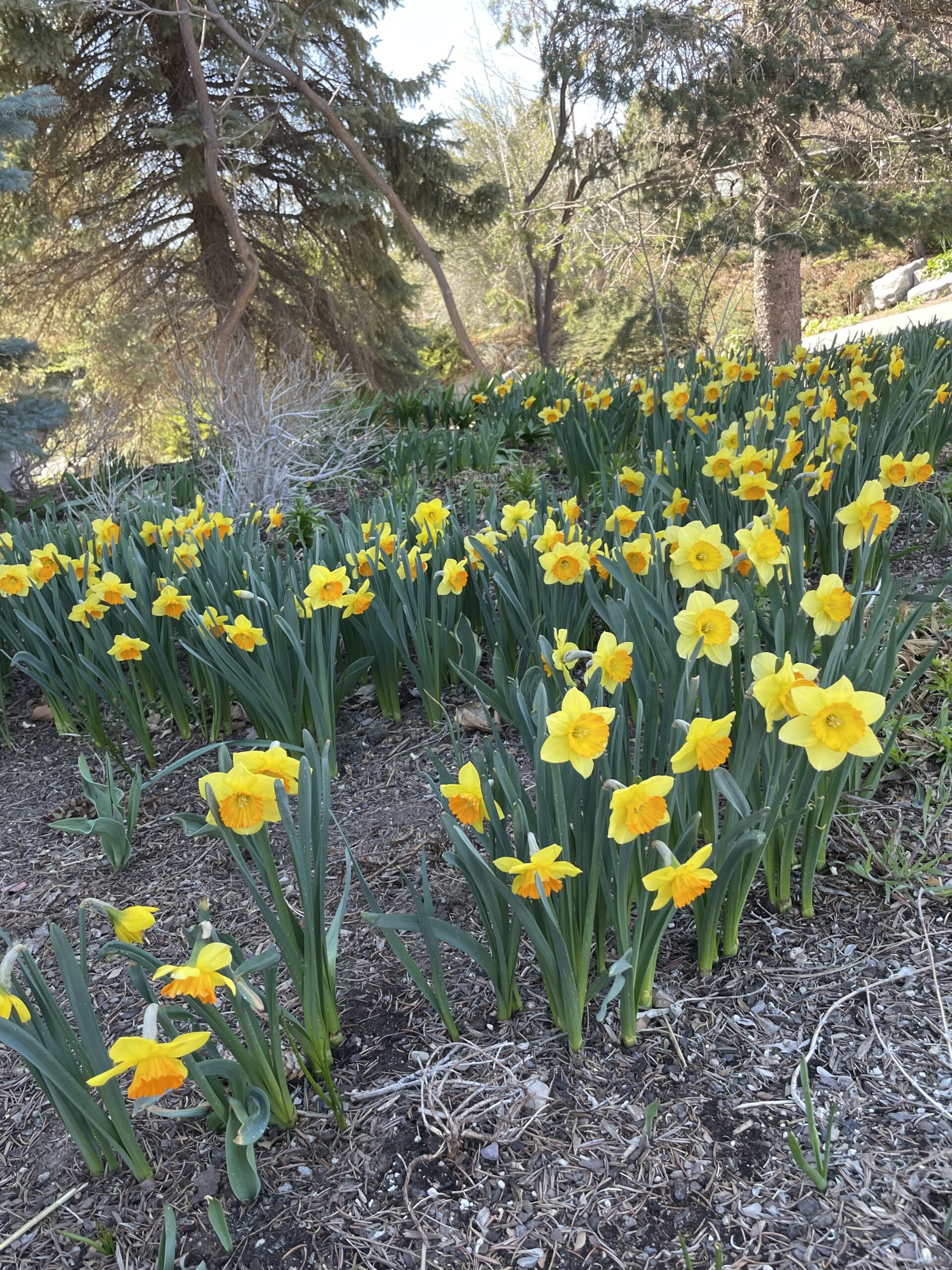 March Birth Flower Meaning, Gift Ideas, & How to Grow - Beth's Flower Farm