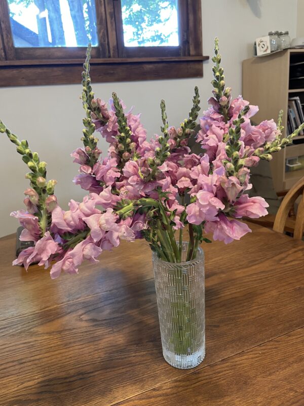 Snapdragons! All The Secrets You Need To Know To Grow Easily - Beth's ...