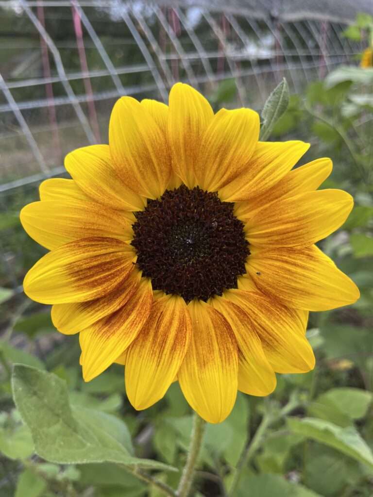 10 Must Have Sunflower Varieties for Pots - Beth's Flower Farm