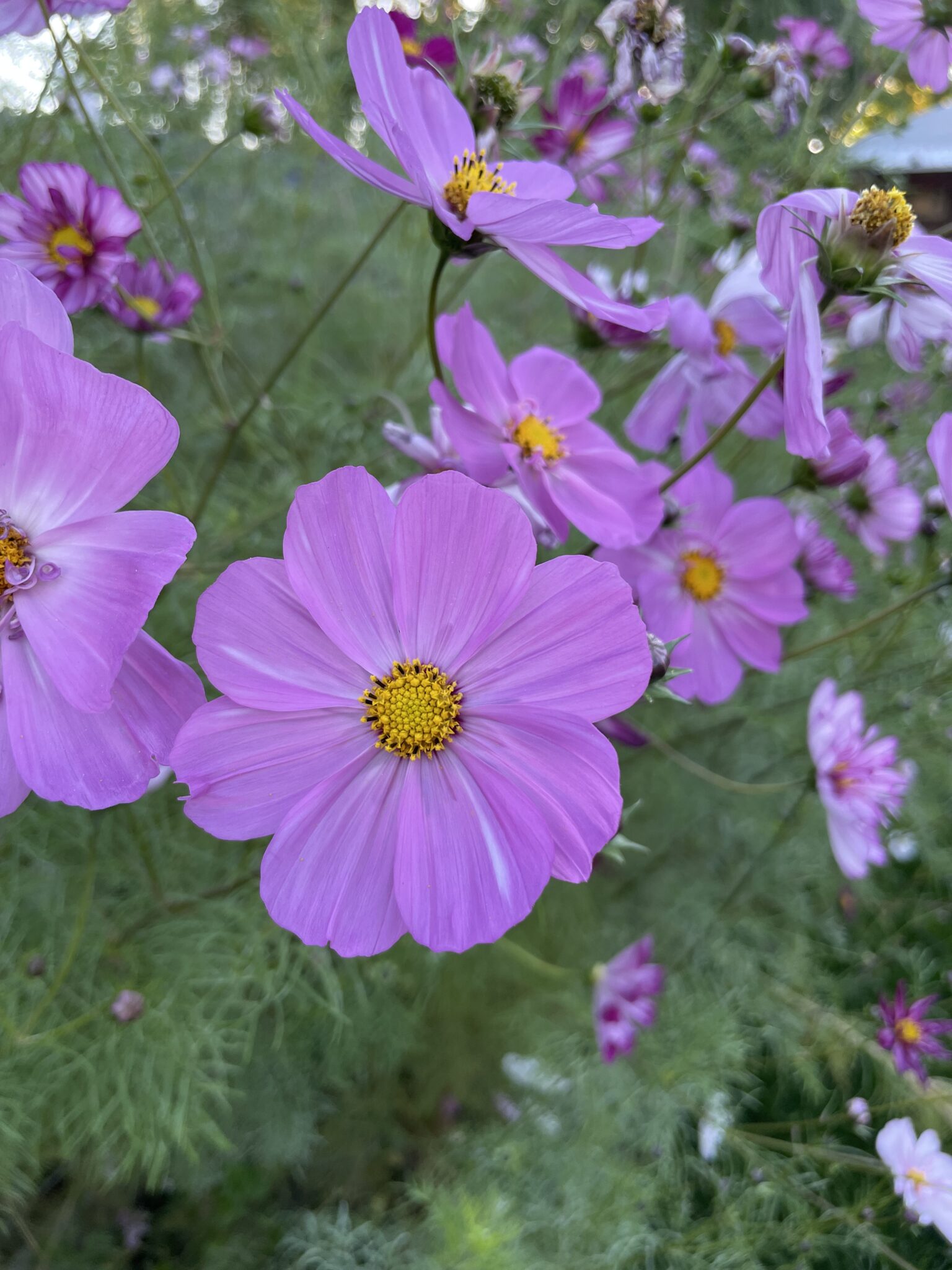How to Grow Cosmos: The Whimsical Flower That Never Gives Up! - Beth's ...
