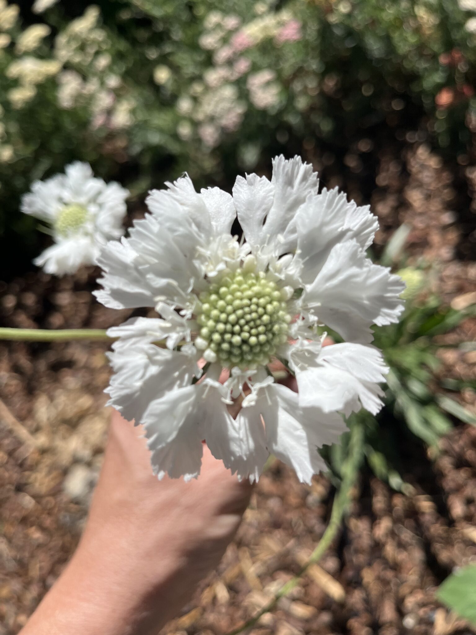 Grow Your Perfect Cutting Flower Garden This Year! - Beth's Flower Farm